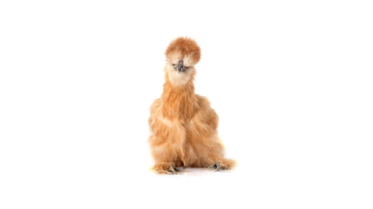 Red Pyle Silkie Chickens: Rarity, Breeding, and Traits - Farm and Chill