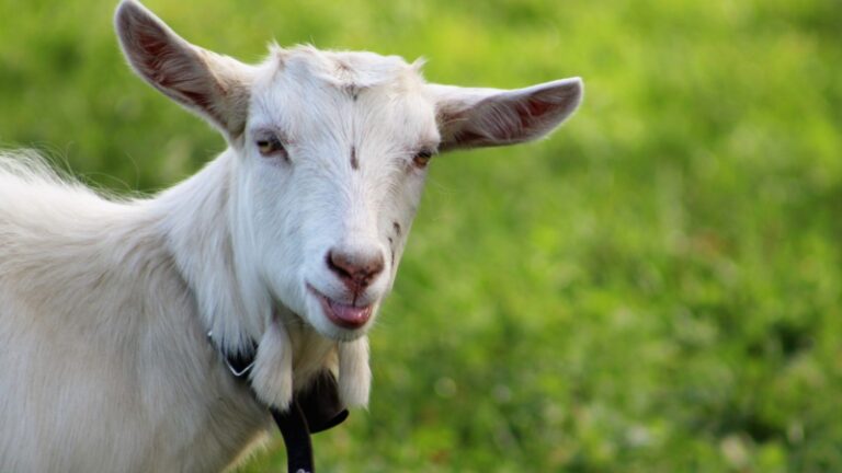 How to Deworm Goats? | Crucial Techniques for Optimal Herd Health ...