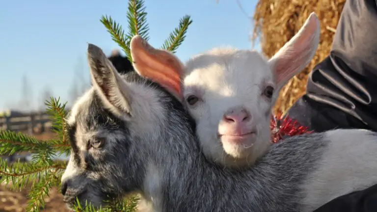 Zinc Deficiency in Goats | Overlooked Symptoms and Reliable Remedies - Farm and Chill