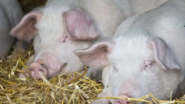 What Are Chester White Pigs? | What Are They Known For? - Farm and Chill