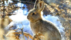Dwarf Rabbits: Breeds, Care, and Companionship - Farm and Chill