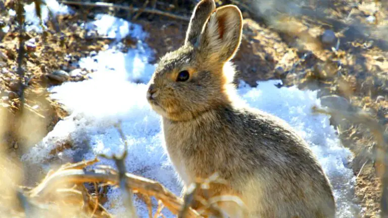 Dwarf Rabbits: Breeds, Care, and Companionship - Farm and Chill