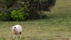 10 Best Sheep Breeds for Wool | Profit Winners - Farm and Chill