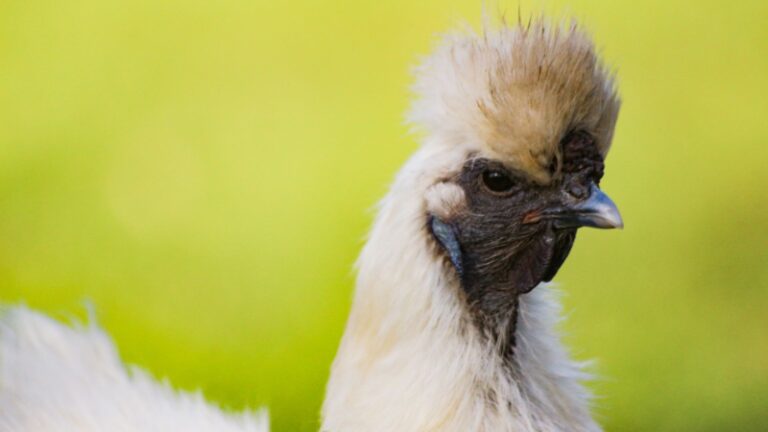 Red Pyle Silkie Chickens: Rarity, Breeding, and Traits - Farm and Chill