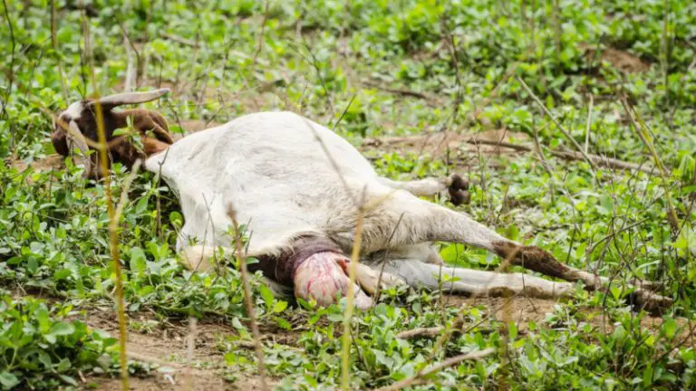 How Soon Can a Goat Get Pregnant After Giving Birth? | Precautions ...
