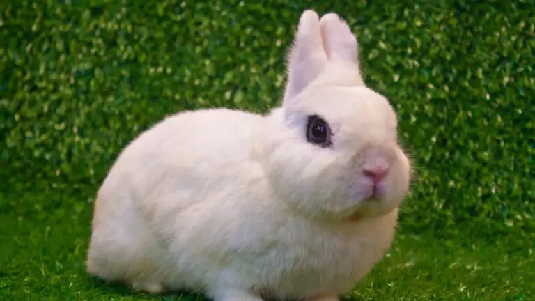 Dwarf Rabbits: Breeds, Care, and Companionship - Farm and Chill