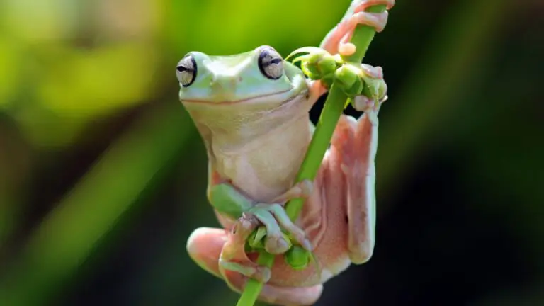 Top 11 Animals That Feast on Grasshoppers: Check for Photos! - Farm and ...