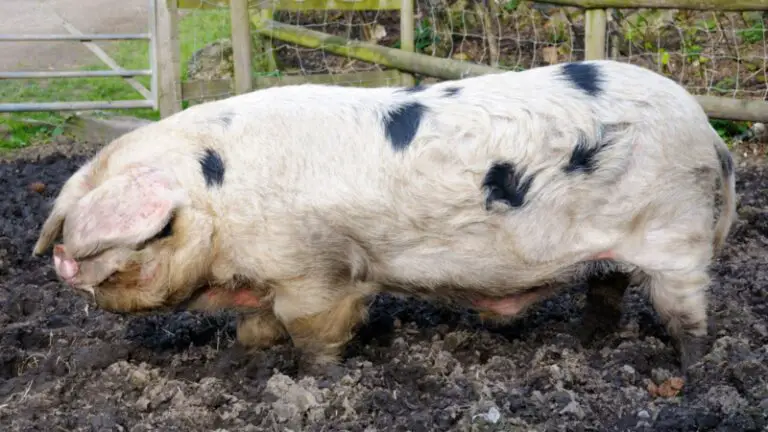 Black and White Pig Breeds? | the Ultimate Guide - Farm and Chill
