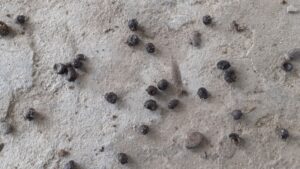 Diarrhea in Goats | Vital Remedies to Ensure Recovery! - Farm and Chill