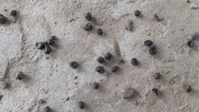 Diarrhea in Goats | Vital Remedies to Ensure Recovery! - Farm and Chill