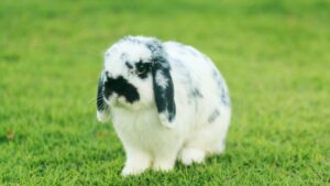 Dwarf Rabbits: Breeds, Care, and Companionship - Farm and Chill