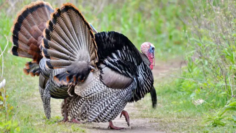 Are Turkeys Hard to Raise? | Pros and Cons in Raising Turkeys - Farm ...