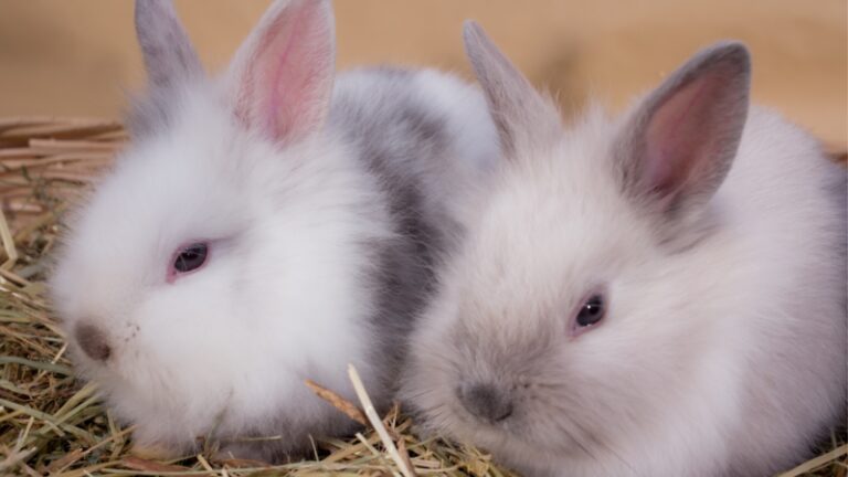 Dwarf Rabbits: Breeds, Care, and Companionship - Farm and Chill