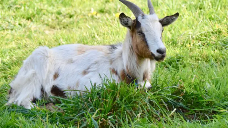 Goat Scours Demystified | Comprehensive Guide to Causes, Treatments ...