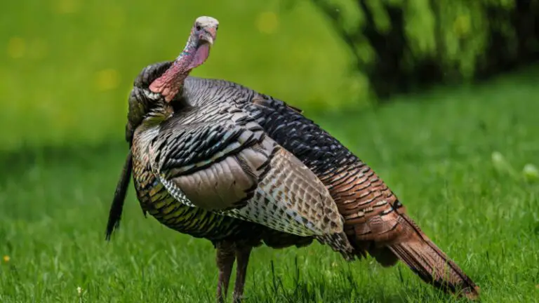 Are Turkeys Hard to Raise? | Pros and Cons in Raising Turkeys - Farm ...