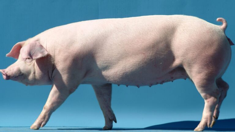 All You Need to Know About American Landrace Pigs | How Big Do They Get ...