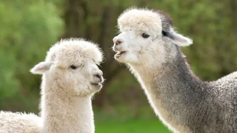 Llama Price Guide | How Much Does a Llama Cost? - Farm and Chill