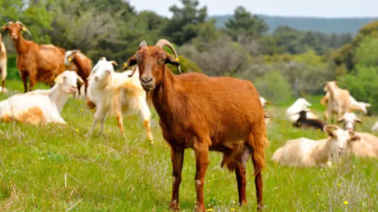Constipation in Goats | Proven Relief and Prevention Techniques! - Farm ...