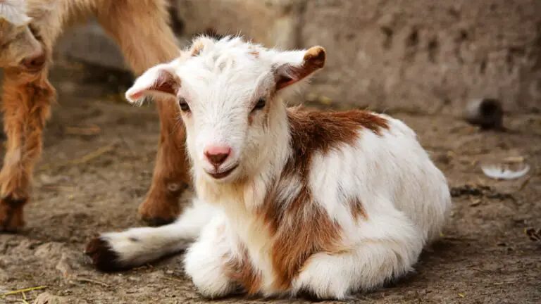 5 Best Small Goat Breeds | Unexpected Reasons to Have Them! - Farm and ...