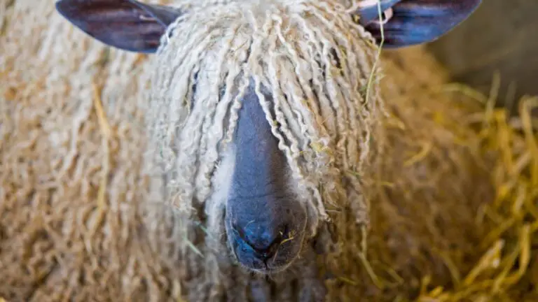10 Best Sheep Breeds for Wool | Profit Winners - Farm and Chill