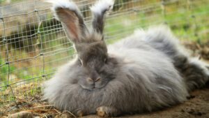 Dwarf Rabbits: Breeds, Care, and Companionship - Farm and Chill