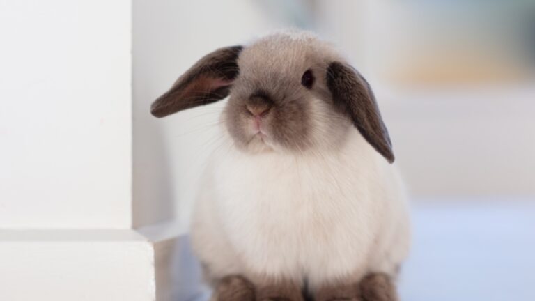 Dwarf Rabbits: Breeds, Care, and Companionship - Farm and Chill