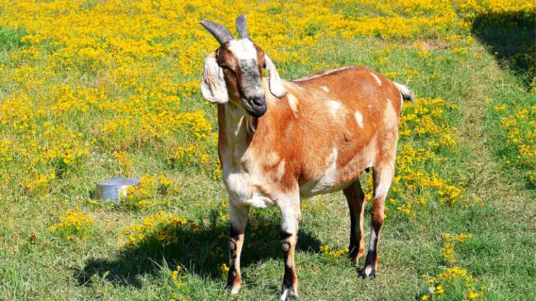 5 Best Small Goat Breeds | Unexpected Reasons to Have Them! - Farm and ...