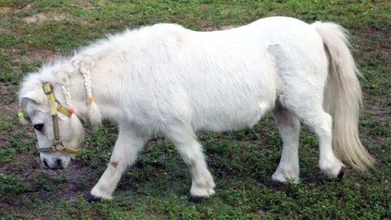 Pony Ownership Guide: Costs, Breeds, and Care Tips - Farm and Chill