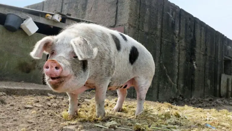 Black and White Pig Breeds? | the Ultimate Guide - Farm and Chill