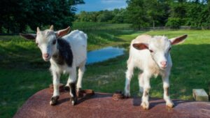5 Best Small Goat Breeds | Unexpected Reasons to Have Them! - Farm and ...