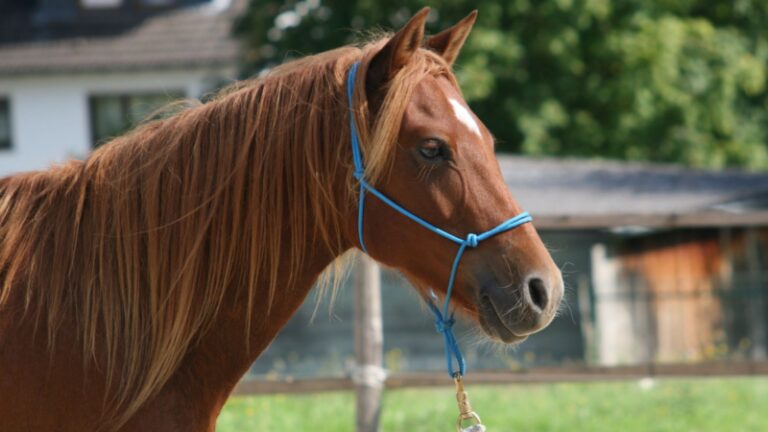 Pony Ownership Guide: Costs, Breeds, and Care Tips - Farm and Chill