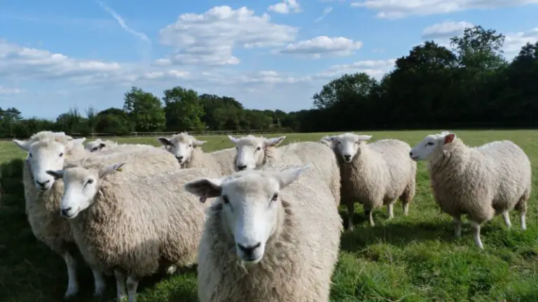 10 Best Sheep Breeds for Wool | Profit Winners - Farm and Chill