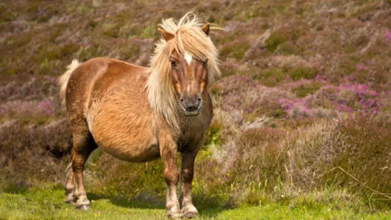 Pony Ownership Guide: Costs, Breeds, and Care Tips - Farm and Chill