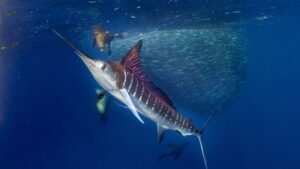 Marlin Fish Price Insights: Exploring Species, Costs, and Prime Fishing ...