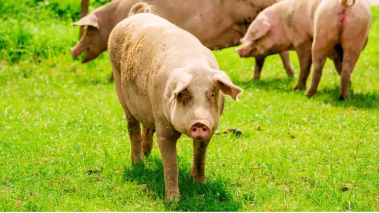 What Are Chester White Pigs? | What Are They Known For? - Farm and Chill