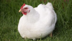 Amberlink Chickens: A Comprehensive Guide to Their Egg-Laying Prowess ...