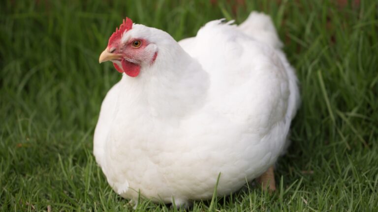 Amberlink Chickens: A Comprehensive Guide to Their Egg-Laying Prowess ...