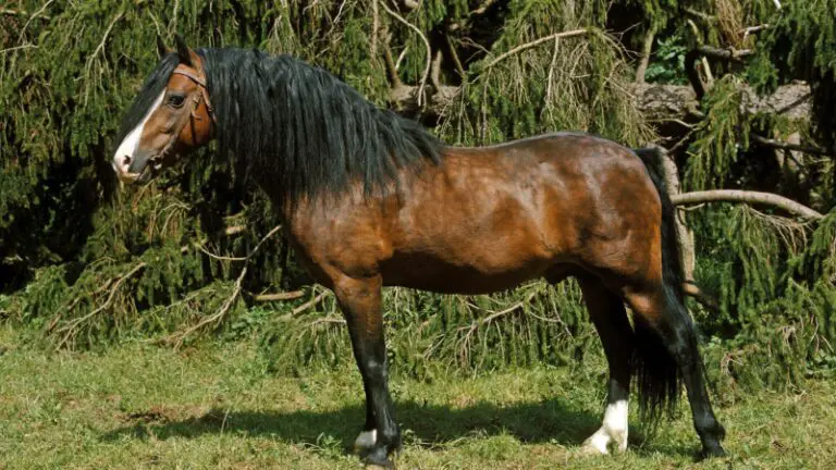 Pony Ownership Guide: Costs, Breeds, and Care Tips - Farm and Chill