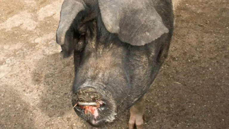 Black and White Pig Breeds? | the Ultimate Guide - Farm and Chill