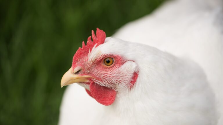 Amberlink Chickens: A Comprehensive Guide to Their Egg-Laying Prowess ...