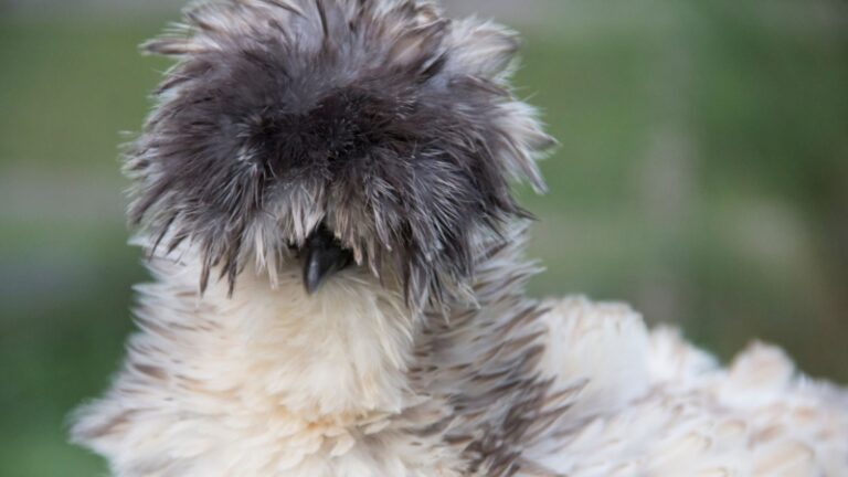 Frizzle Chicken | Unexpected Wonders and Surprising Perks! - Farm and Chill