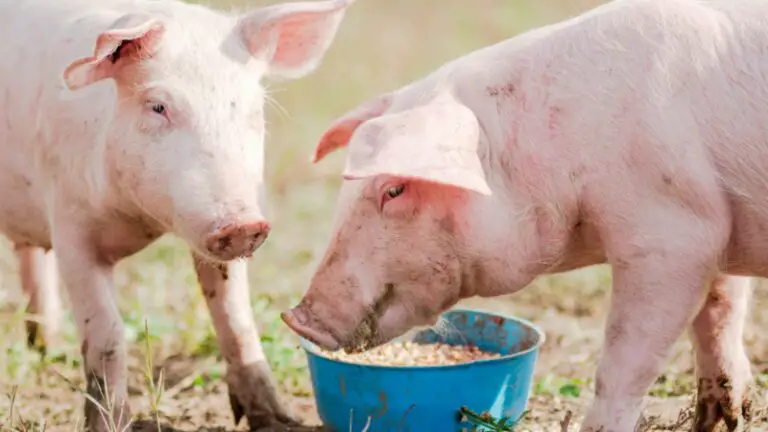 What Is the Best Way to Feed Farm Pigs? | Important Facts! - Farm and Chill