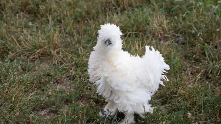Porcelain (Blue Cream) Silkies | The Fluffy, Friendly, and Unique ...