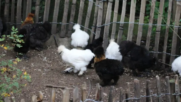 Red Pyle Silkie Chickens: Rarity, Breeding, and Traits - Farm and Chill