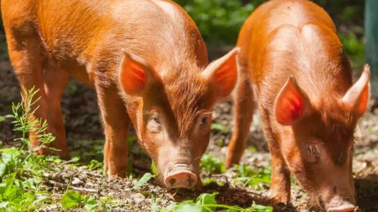 What Are Tamworth Pigs Known For? | All About Tamworth Pigs - Farm and ...