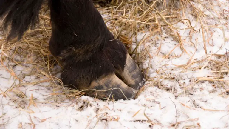 How to Trim Goat Hooves | Easy-to-Follow Steps! - Farm and Chill