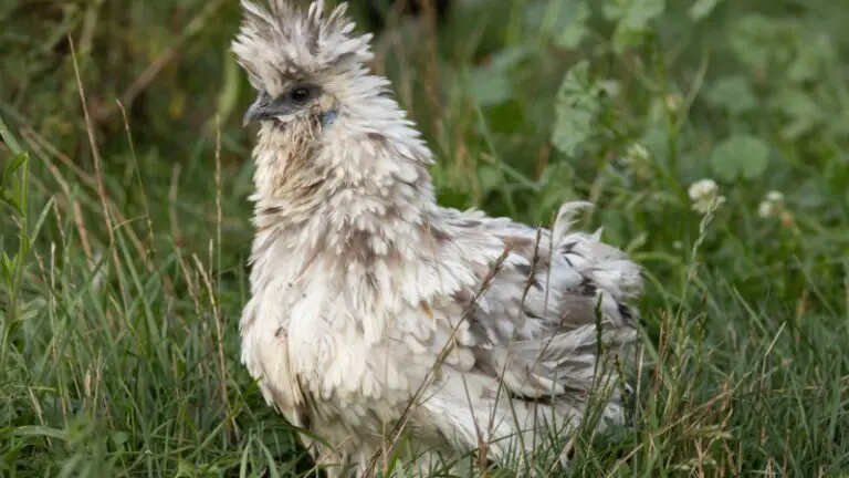 Porcelain (Blue Cream) Silkies | The Fluffy, Friendly, and Unique ...
