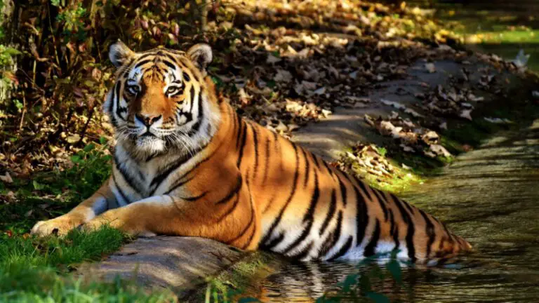 Stunning Tiger Names | All Famous, Cool, and Badass - Farm and Chill
