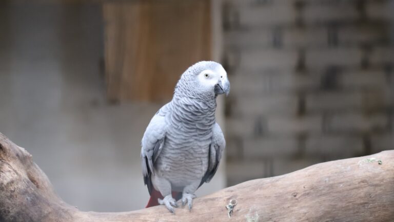 African Grey Parrot Lifespan | How Long Do Parrots Live? - Farm and Chill