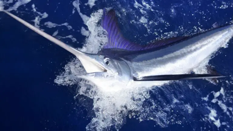 Marlin Fish Price Insights: Exploring Species, Costs, and Prime Fishing ...